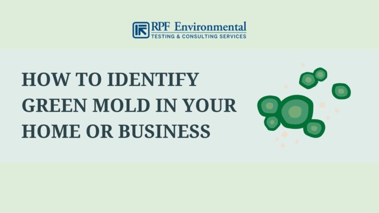 Green Mold: Identification, Dangers, Removal, & Prevention