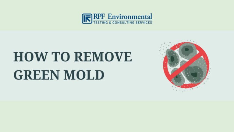 Green Mold: Identification, Dangers, Removal, & Prevention