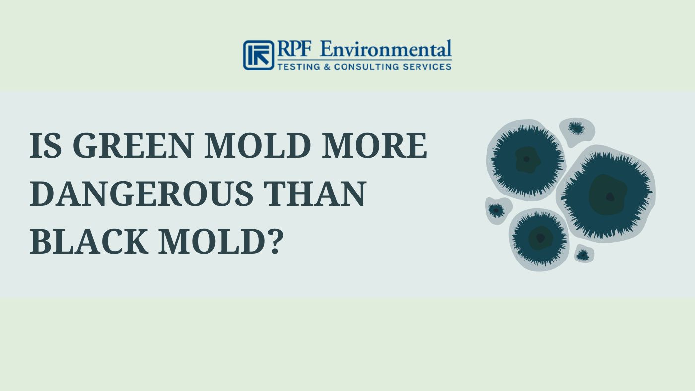Black Mold vs. Green Mold: Does Mold Color Really Matter?