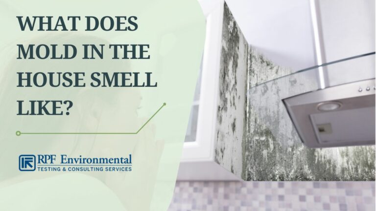Mold Infestation Signs: What Does Mold in the House Smell Like?